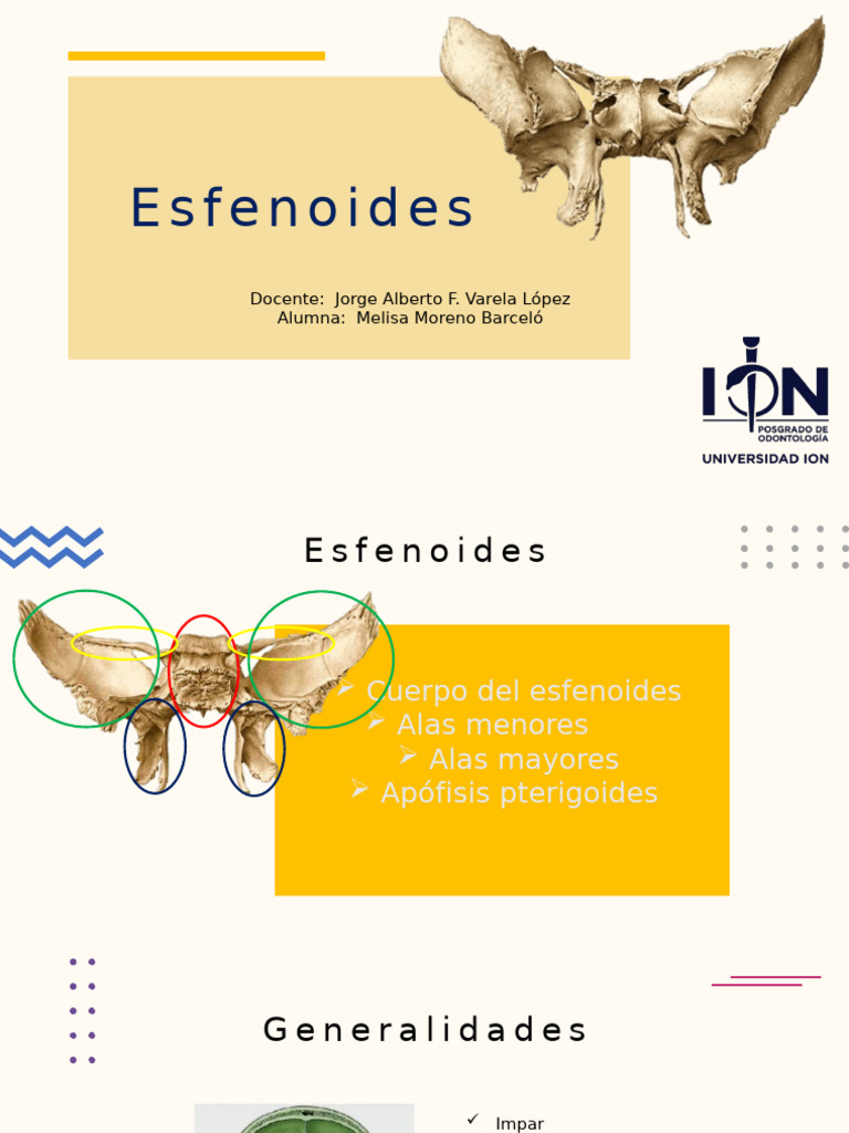 Anatomía y Estructura del Esfenoides | PDF | Otorrinolaringología ...