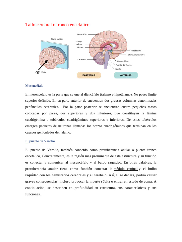 Anatomía del Tronco Encefálico y Nervios Craneales | PDF | Cerebro | Cerebelo