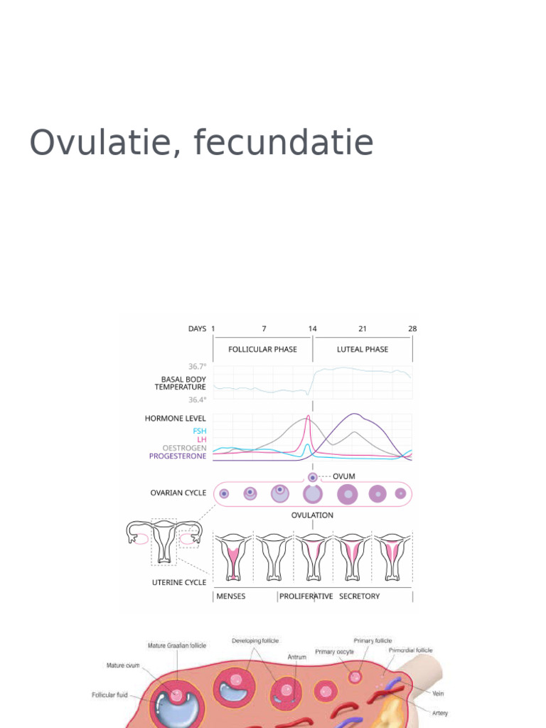 ovulatie fecundatie poze | PDF