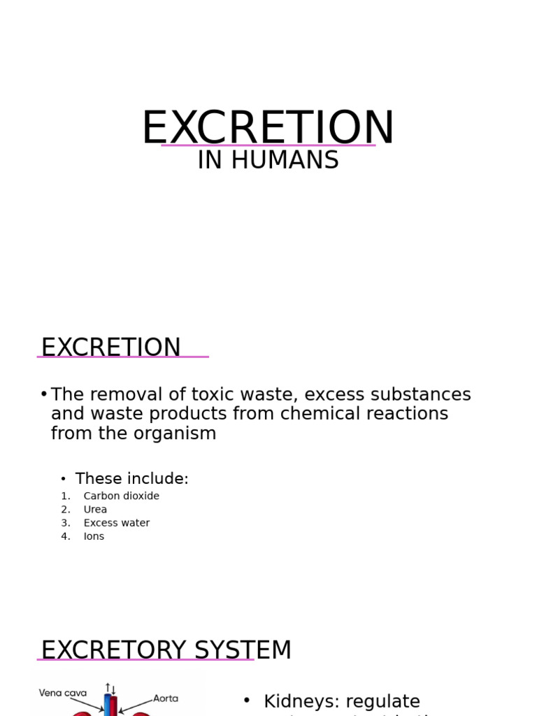 Bio Presentation - Excretion | PDF