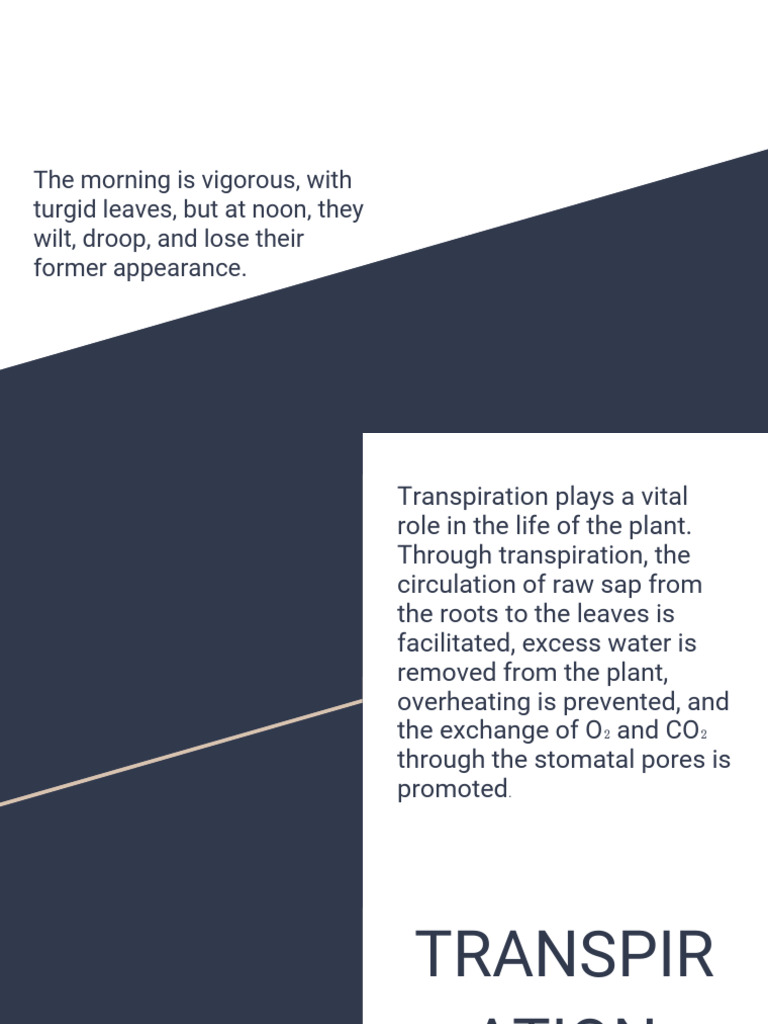 Understanding Plant Transpiration and Translocation | PDF
