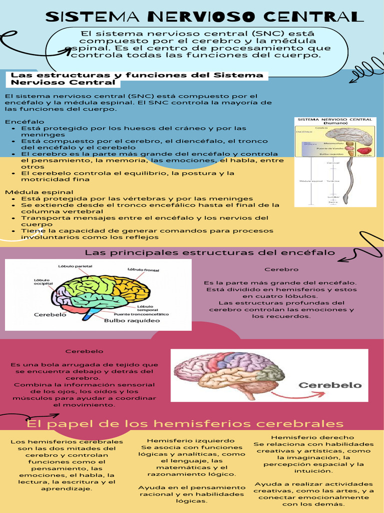 Estructura y funciones del SNC | PDF | Sistema nervioso central | Cerebro