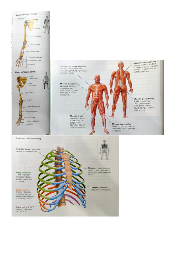 Obrazki I Sciaga Biologia Kosci | PDF