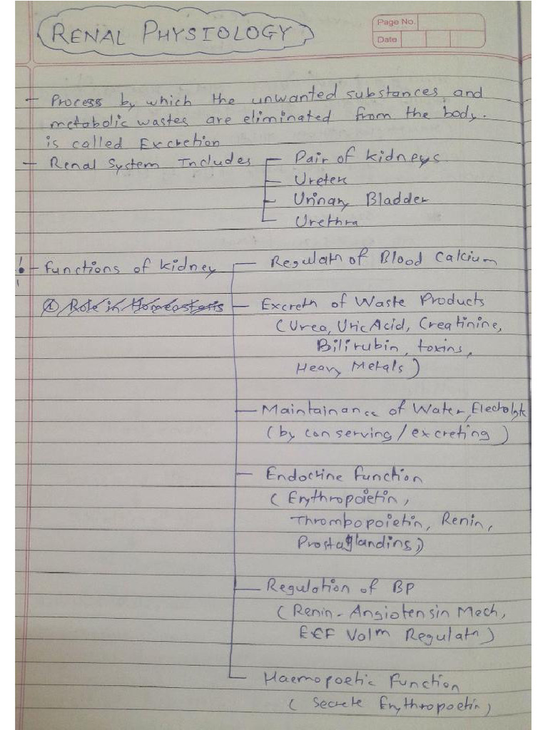 Renal Physiology and Faeces Formation | PDF