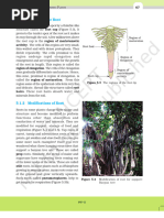 Morphology of Flowering Plants Annotated NCERT | PDF