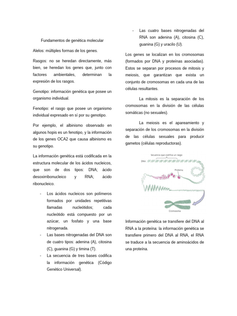 E02 Gen | PDF | Mitosis | Polimorfismo de nucleótido simple
