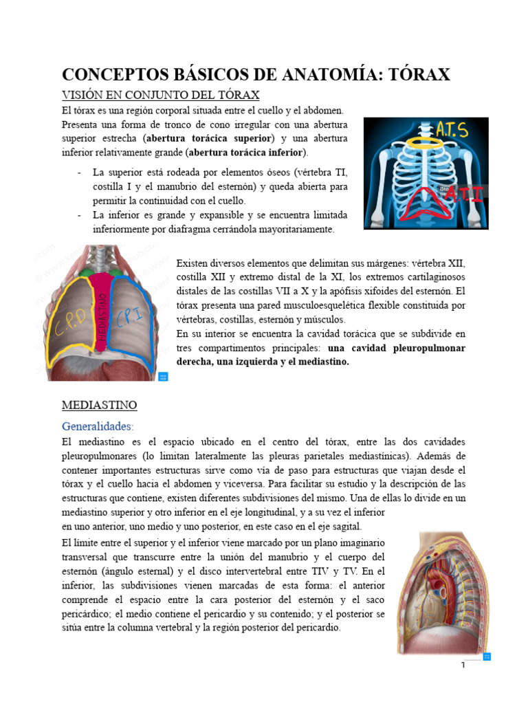 Conceptos Basicos Anato Torax | PDF | Tórax | Ventrículo (corazón)