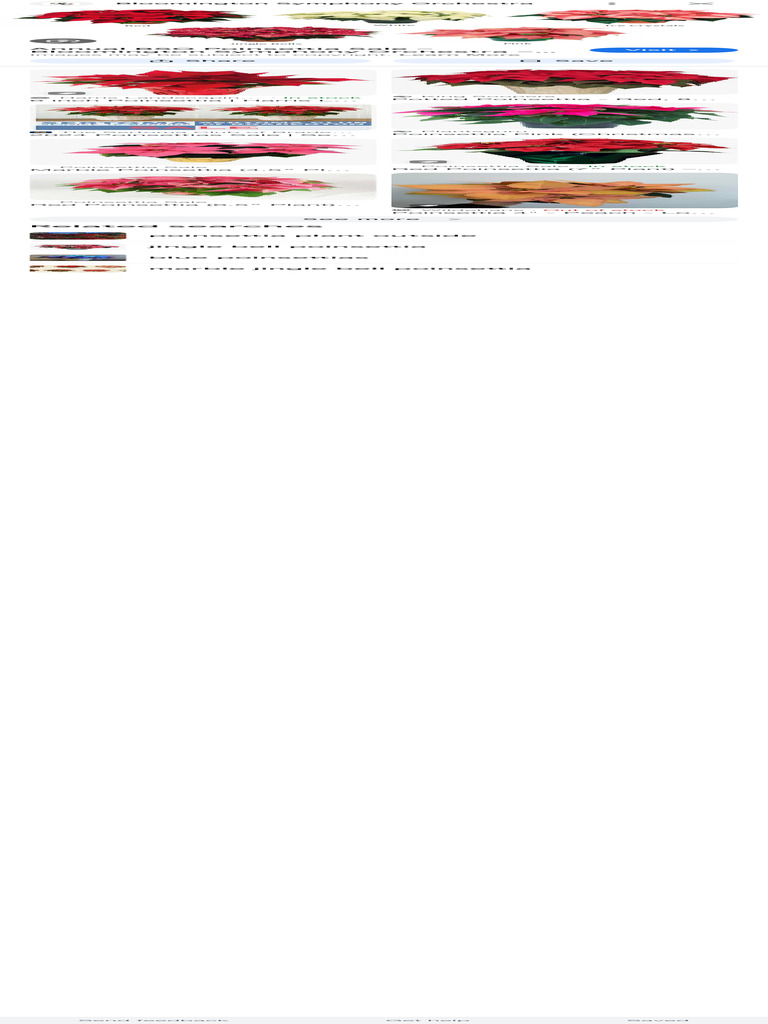 Jingle Bell Poinsettia Plant - Google Search | PDF