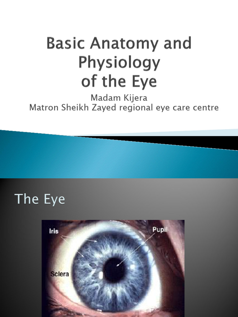 Anatomy of the Human Eye Explained | PDF | Cornea | Human Eye
