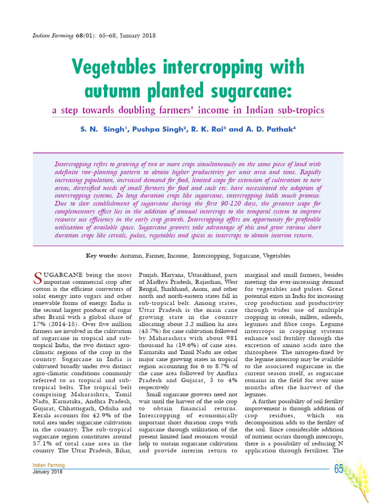 Intercropping Vegetables with Sugarcane | PDF | Sugarcane | Agriculture