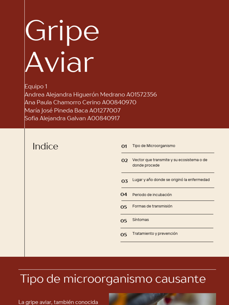 Gripe Aviar PDF | PDF | Influenza | Influenza aviar