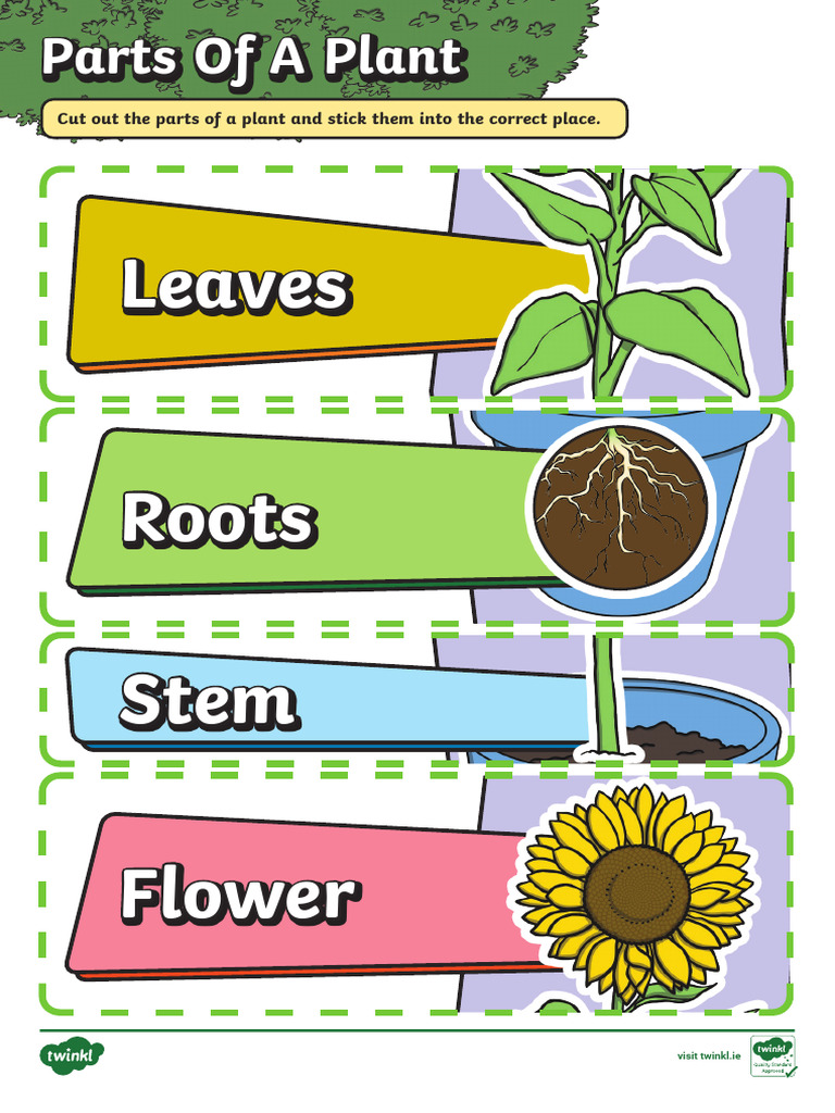Roi SC 1687159461 Parts of A Plant Ver 2 | PDF