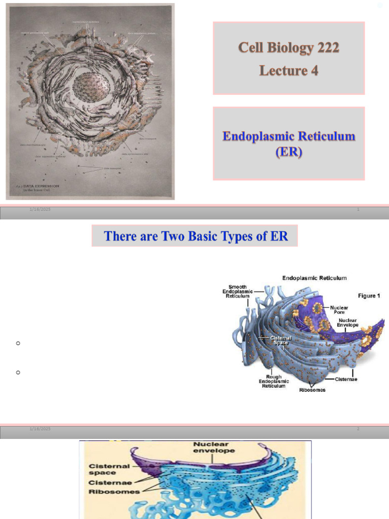 4 - Lec 4 Bio 222 - Endoplasmic Reticulum | PDF | Endoplasmic Reticulum | Protein Targeting