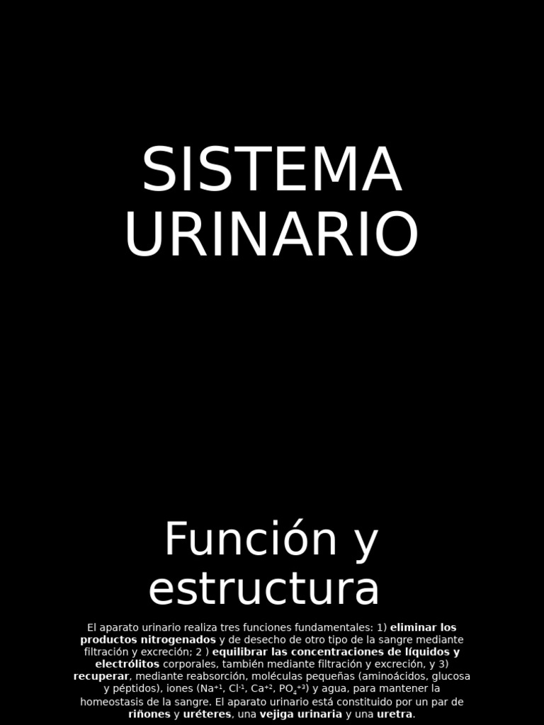 Estructura y Función del Sistema Urinario | PDF | Riñón | Sistema urinario