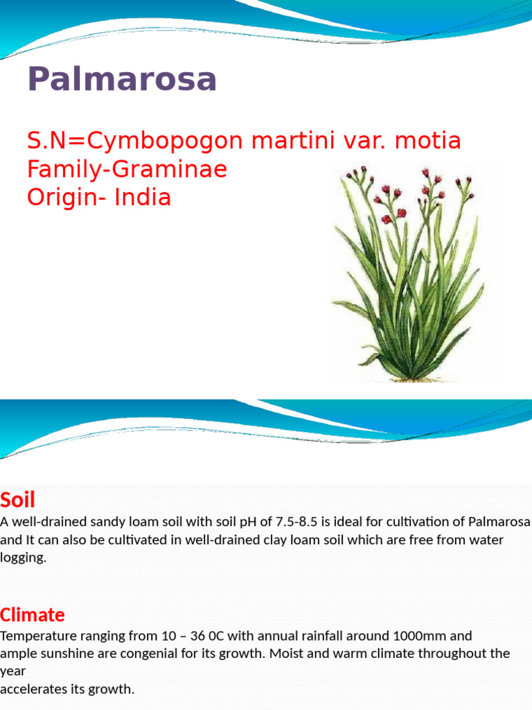 Palmarosa Cultivation Guide | PDF
