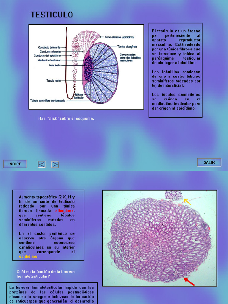 Testículo y Epidídimo | PDF