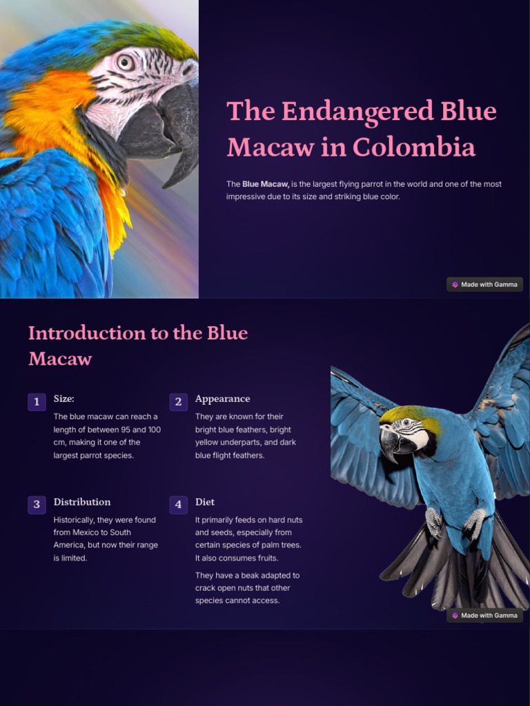 Blue Macaw Conservation in Colombia | PDF | Conservation Biology | Habitat