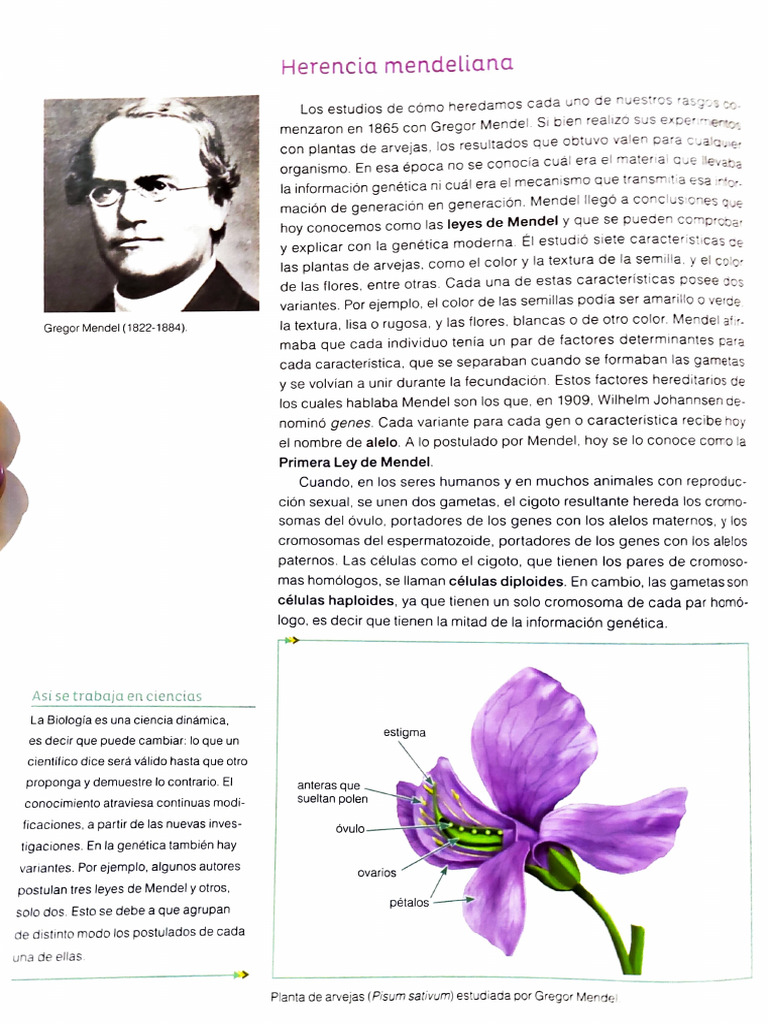 Leyes de Mendel y Herencia Genética | PDF | Dominancia (Genética) | Alelo
