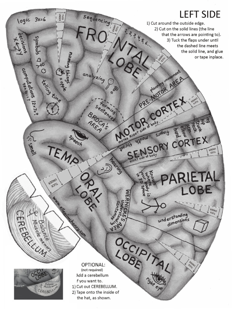 Brain-Hat-big Size | PDF
