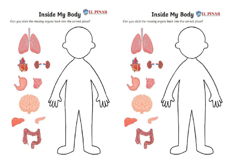Inside My Body | PDF