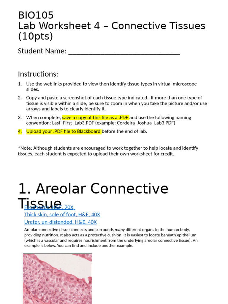 Lab 4 - Worksheet PowerPoint (CT) | PDF | Connective Tissue | Epithelium