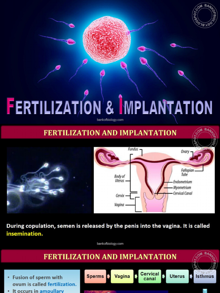 3 Human Reproduction PPT Part 3 | PDF