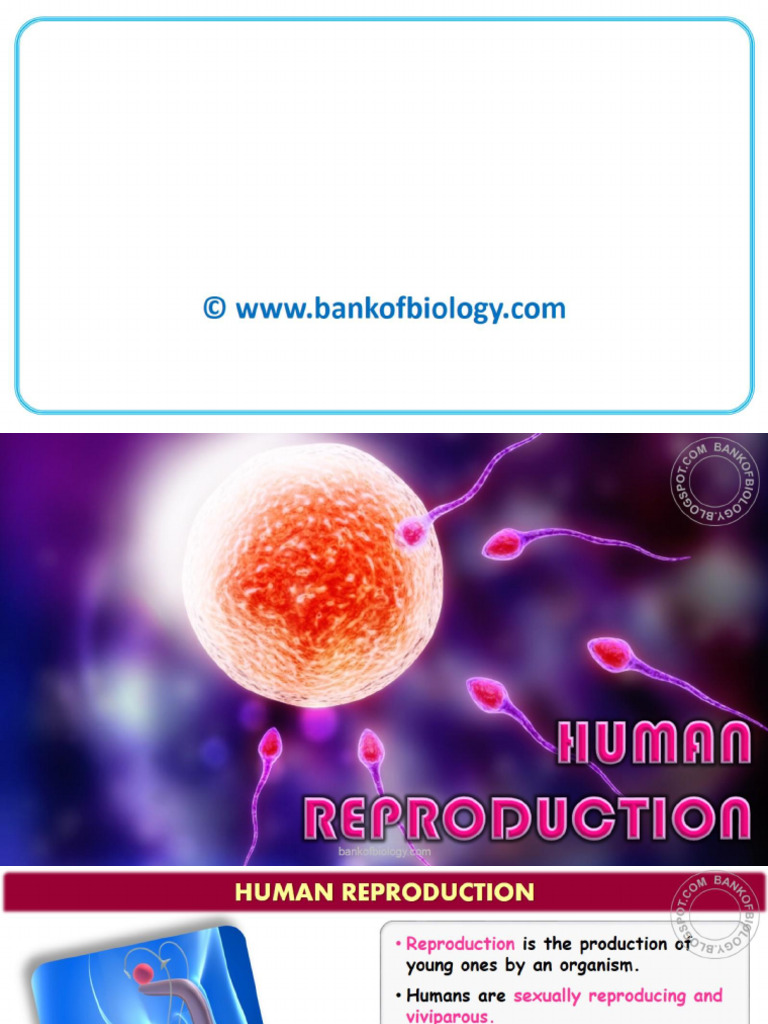 3 Human Reproduction PPT Part 1 | PDF