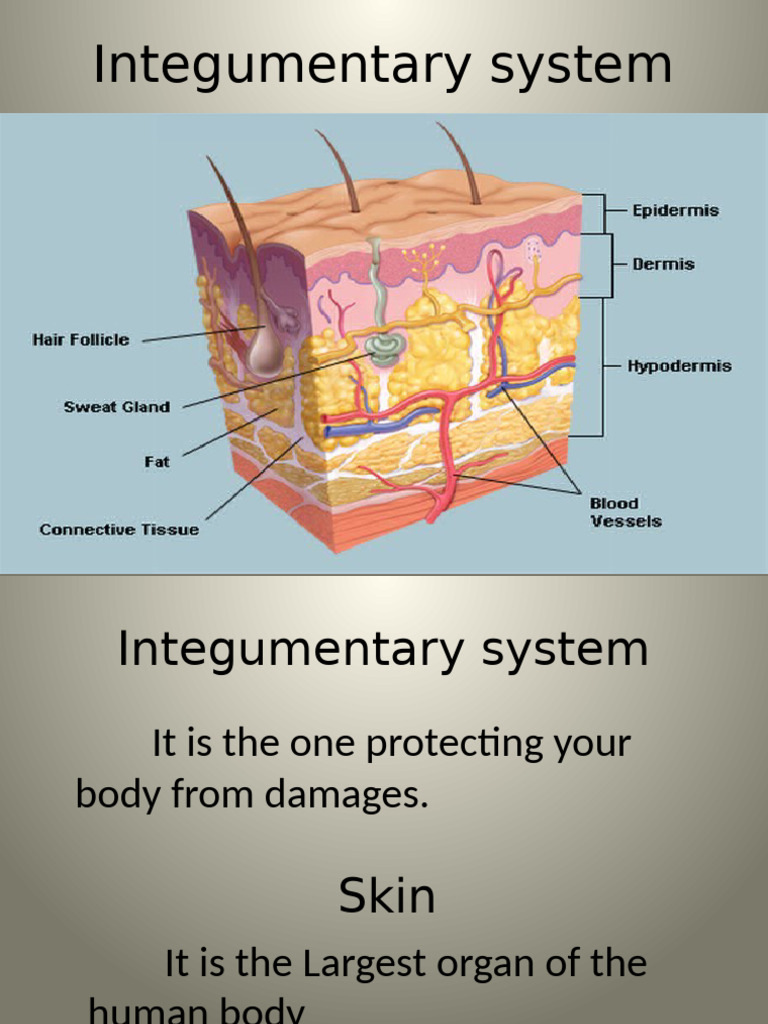 Integumentary System | PDF | Skin | Integumentary System
