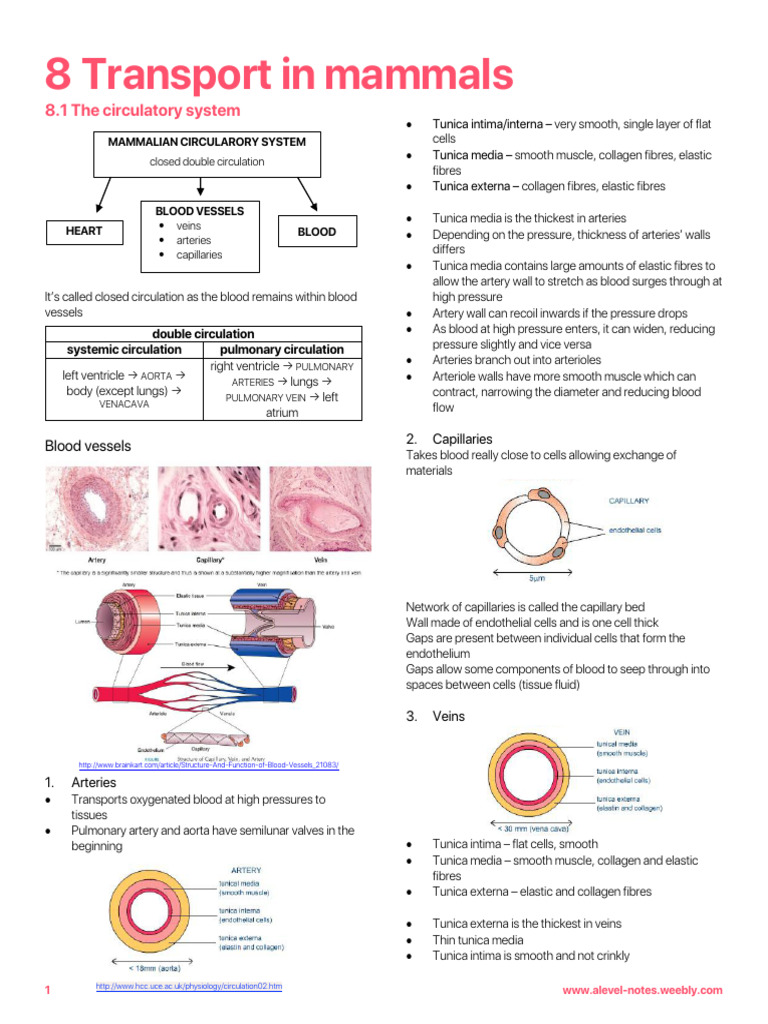 8 Transport in Mammals-Min | PDF | Artery | Atrium (Heart)