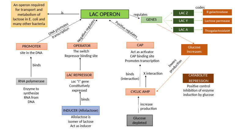SBB CONCEPT MAP | PDF | Repressor | Operon