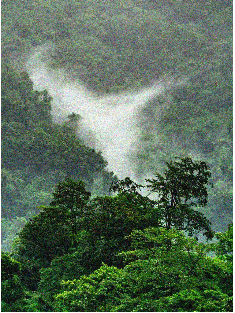 Jungle Misty Background | PDF