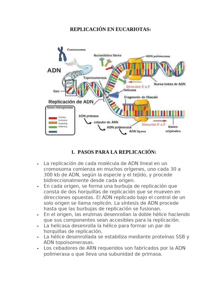 Replicación en Eucariotas | PDF | Replicación De Adn | Adn