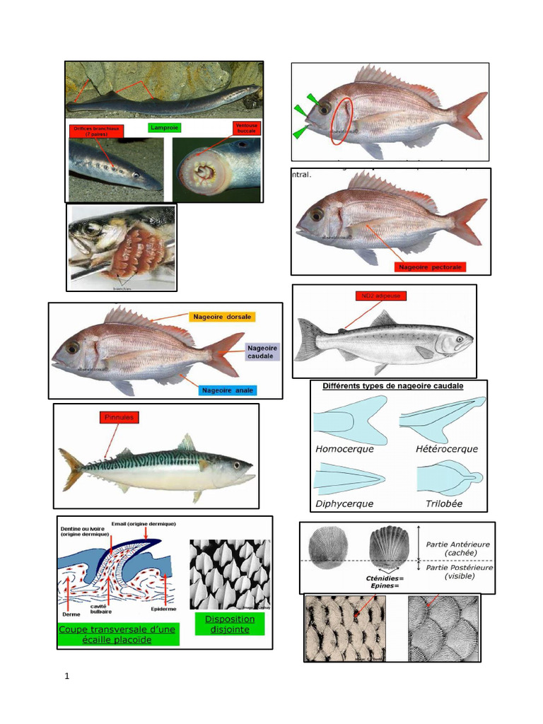 Poisson 1 | PDF