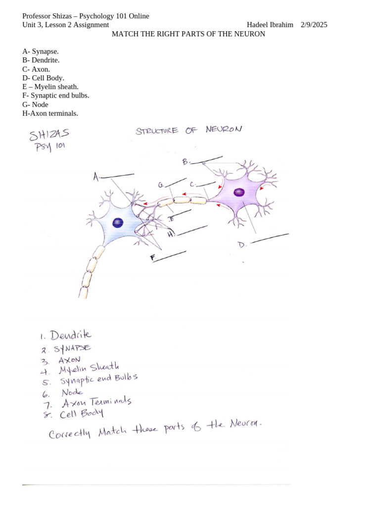 Neuron Worksheet | PDF