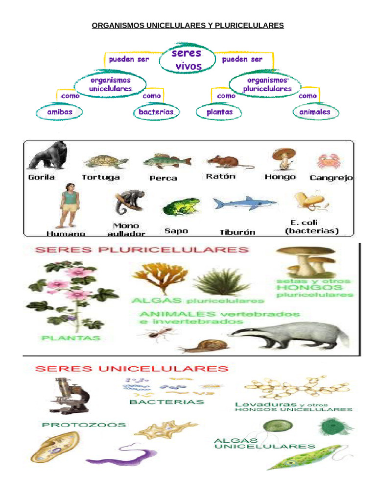 FICHA_ORGANISMOS_UNICELULARES_Y_PLURICELULARES | PDF