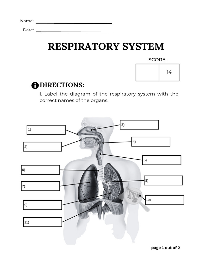 Quiz - Parts of The Respiratory System | PDF