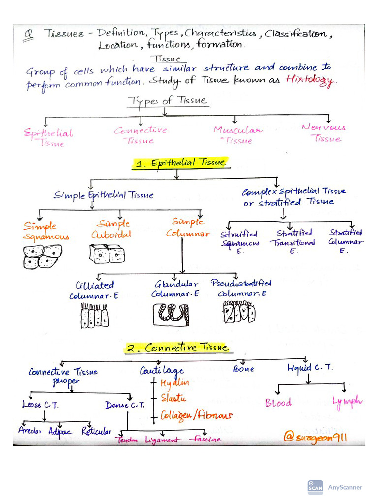 Tissues Type, Characters, Classifications, Location, Repair, Formation ...