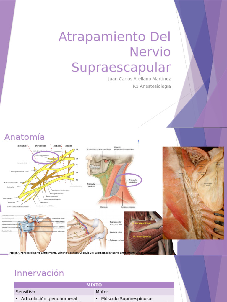 Atrapamiento Del Nervio Supraescapular | PDF | Hombro | Sistema ...