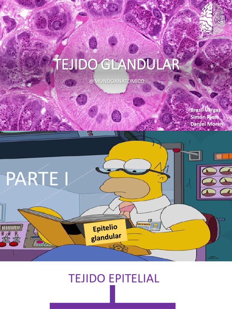 Tej glandular | PDF | Epitelio | Anatomía