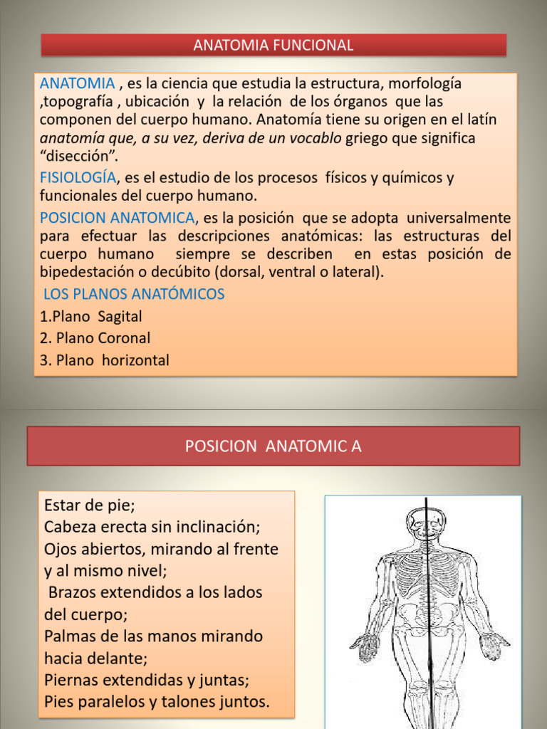 Anatomia Funcional | PDF | Abdomen | Sistema digestivo humano