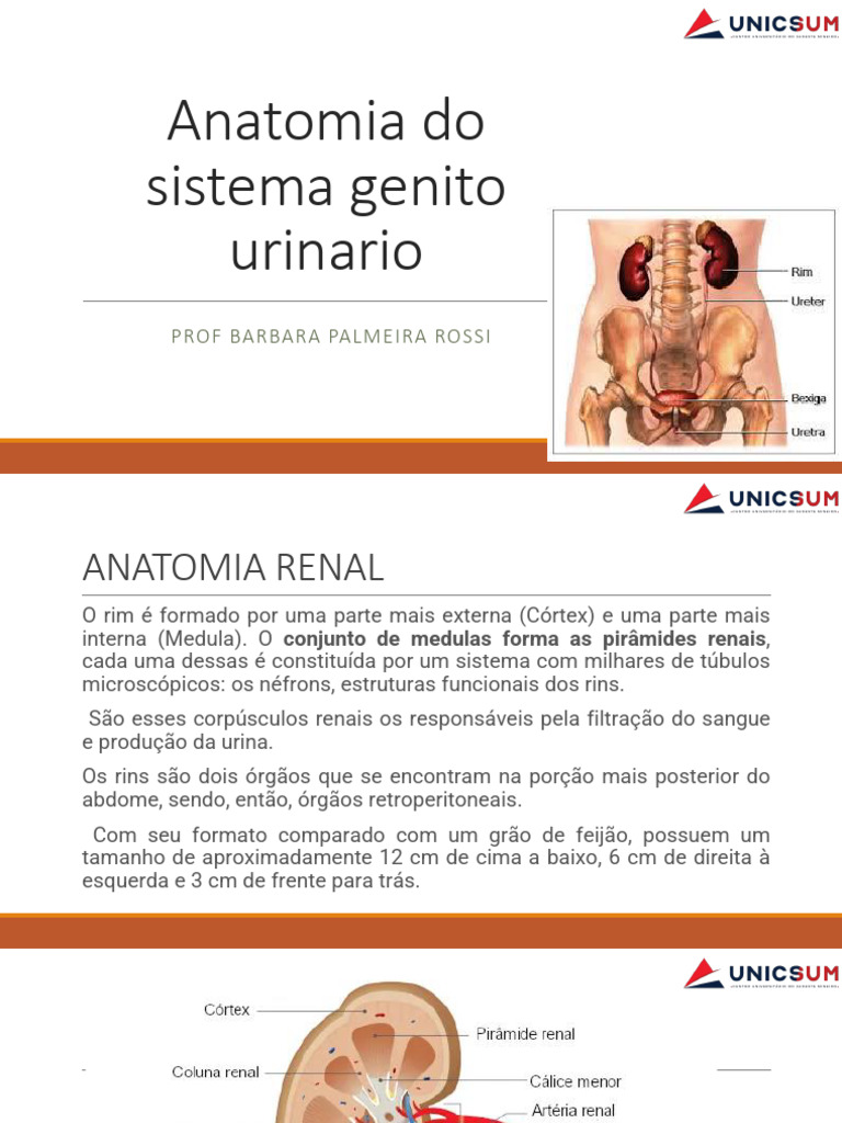 Anatomia do Sistema Genito Urinário | PDF | Rim | Glândula suprarrenal