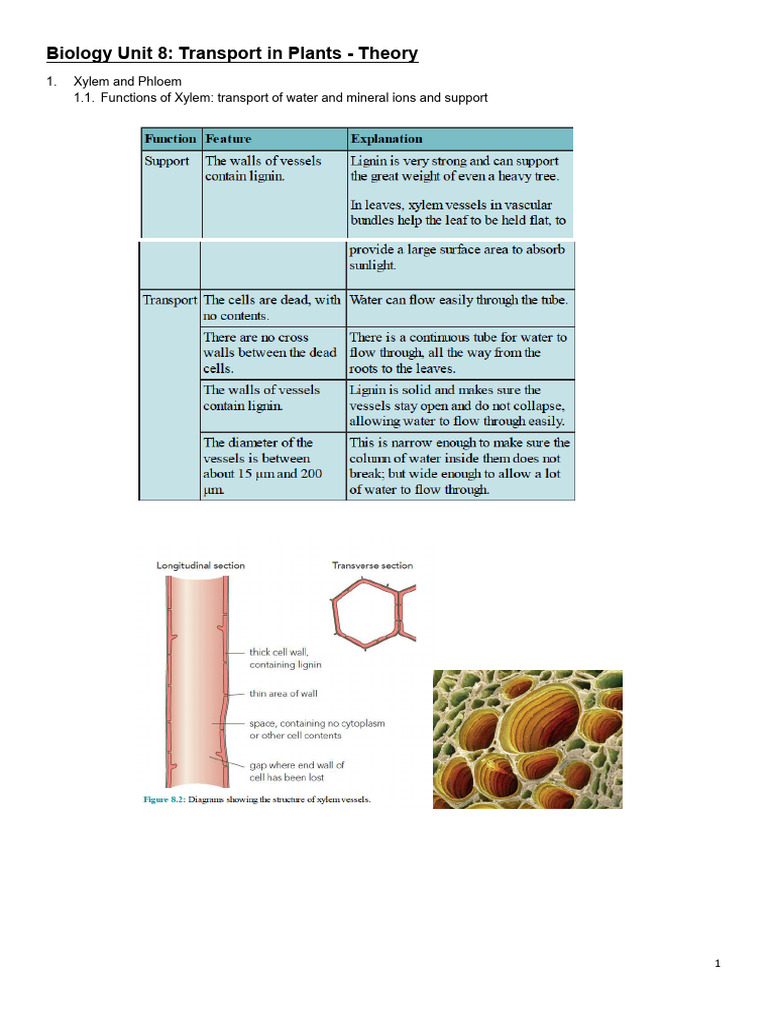 Plant Transport: Xylem, Phloem & Water | PDF | Leaf | Root