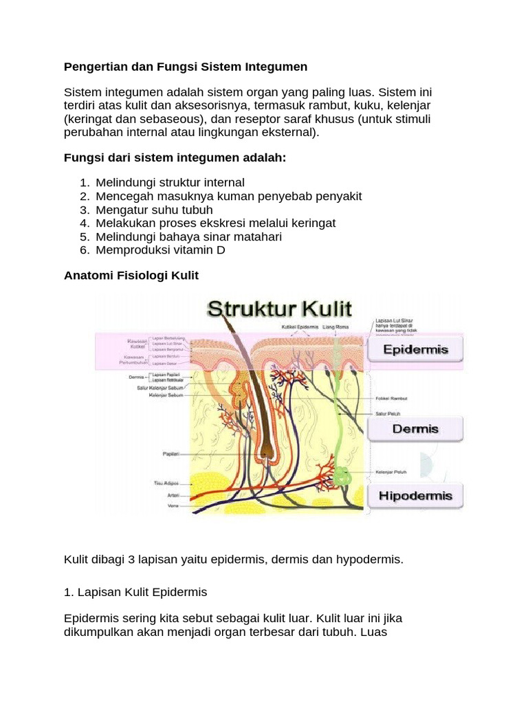 Sistem Integumen | PDF