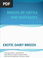 Official List of Breed Codes For Bovine: Beef Breeds | PDF | Livestock | Mammal Breeds