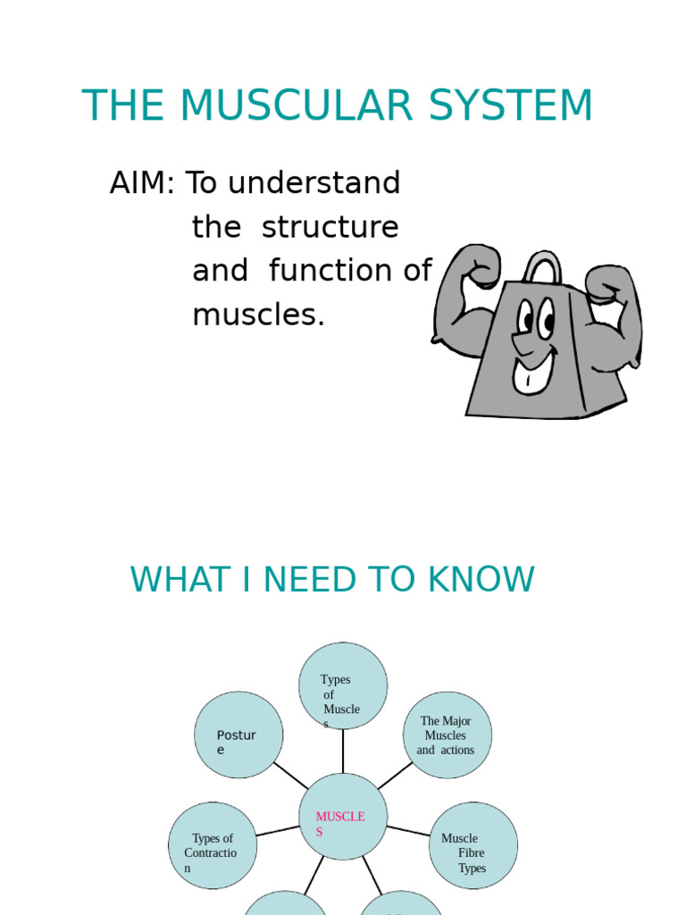 Muscular System Powerpoint 1 | PDF | Skeletal Muscle | Muscle Contraction