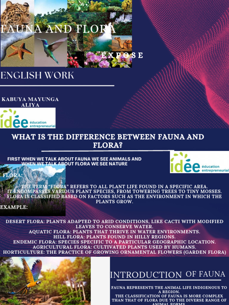English Expose Modification | PDF