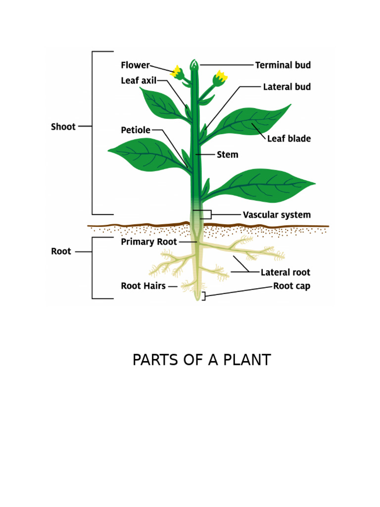 Parts of A Plant | PDF
