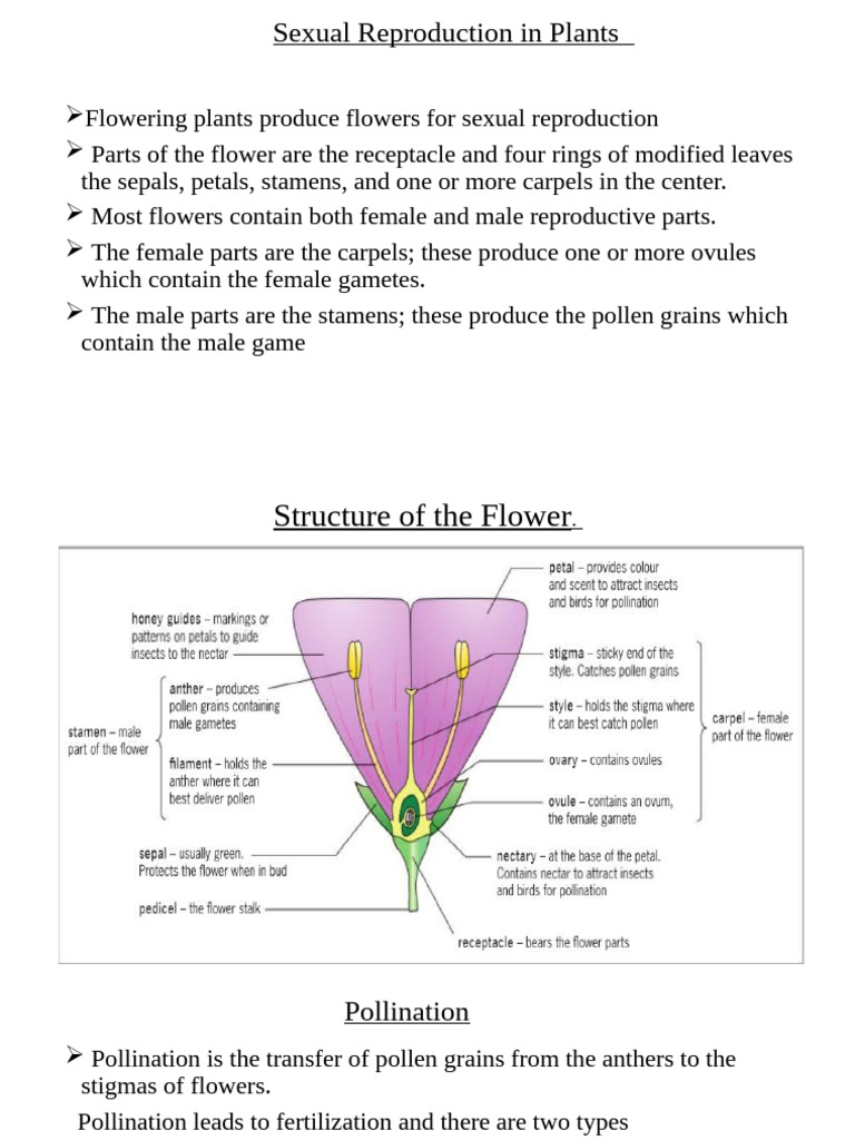 Sexual Reproduction in Plants | PDF | Flowers | Pollination