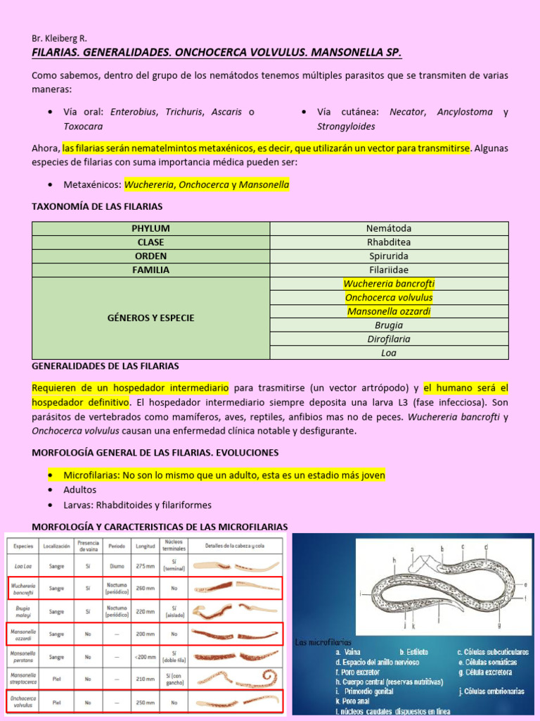 Clase 25 Filarias Generalidades Onchocerca Volvulus Mansonella SP | PDF ...