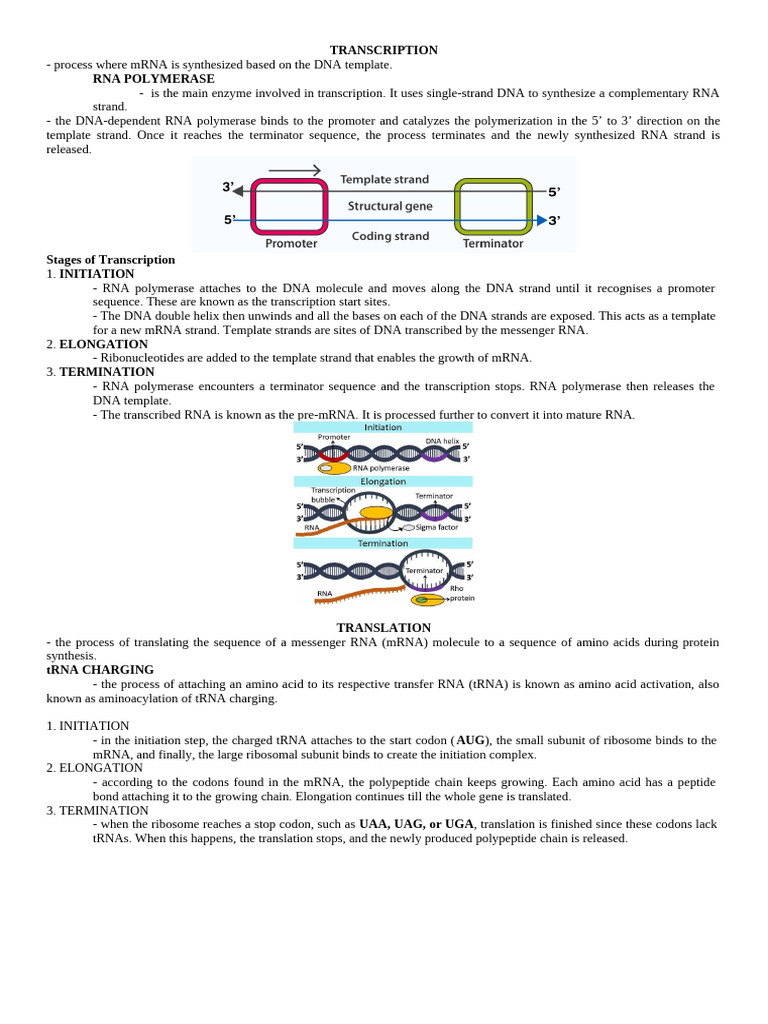 Transcription and Translation Process | PDF | Translation (Biology) | Rna